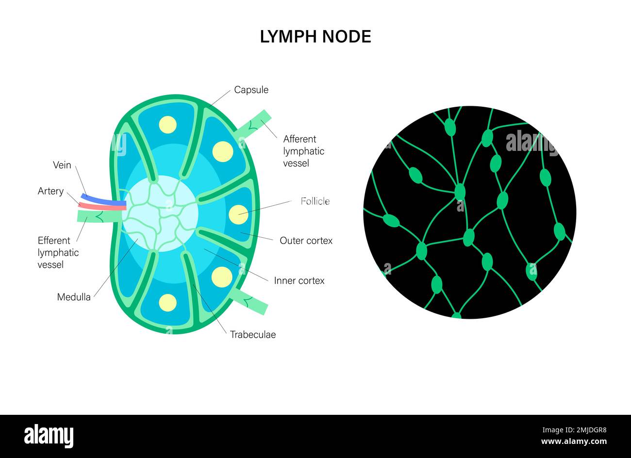 Anatomie du ganglion lymphatique, illustration Photo Stock - Alamy