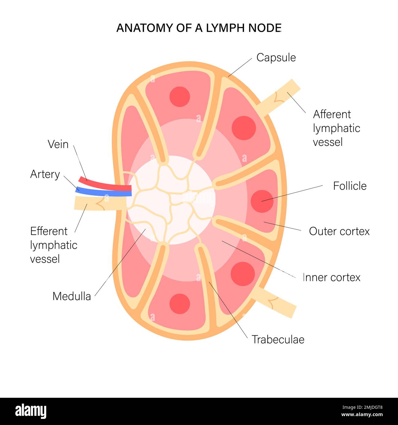 Anatomie du ganglion lymphatique, illustration Photo Stock - Alamy