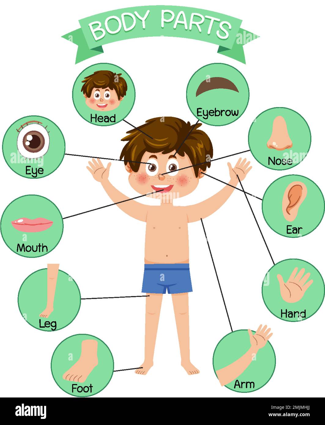 Blank body parts cartoon Banque d'images vectorielles - Alamy