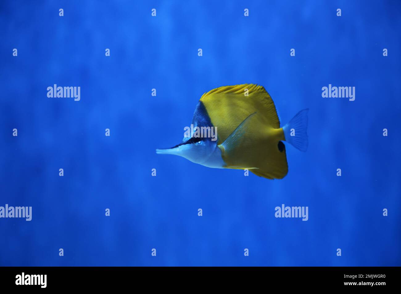 Poisson papillon jaune Banque de photographies et d’images à haute ...