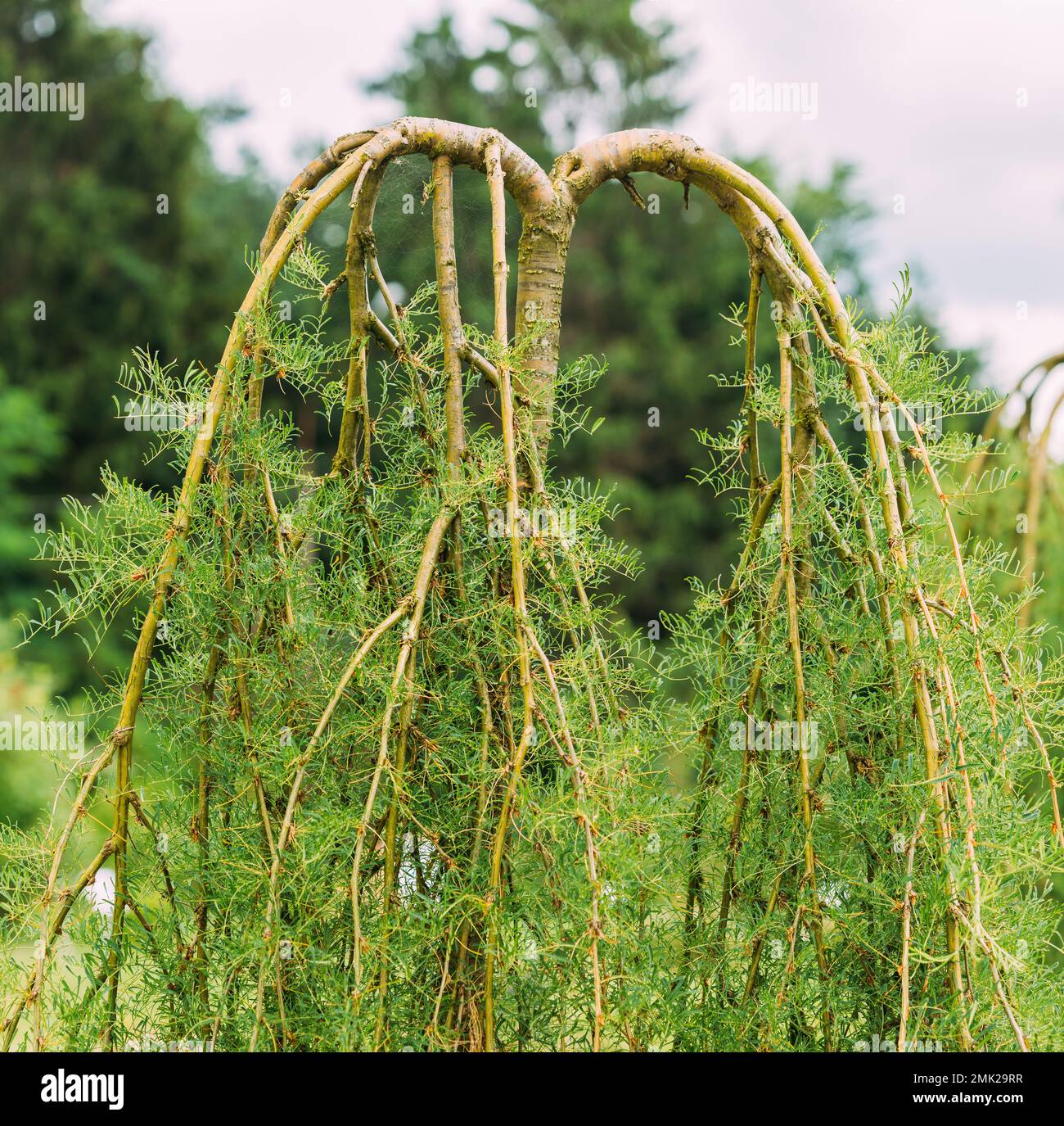 Gros plan sur une petite arborescence de petits pois. Caragana ...