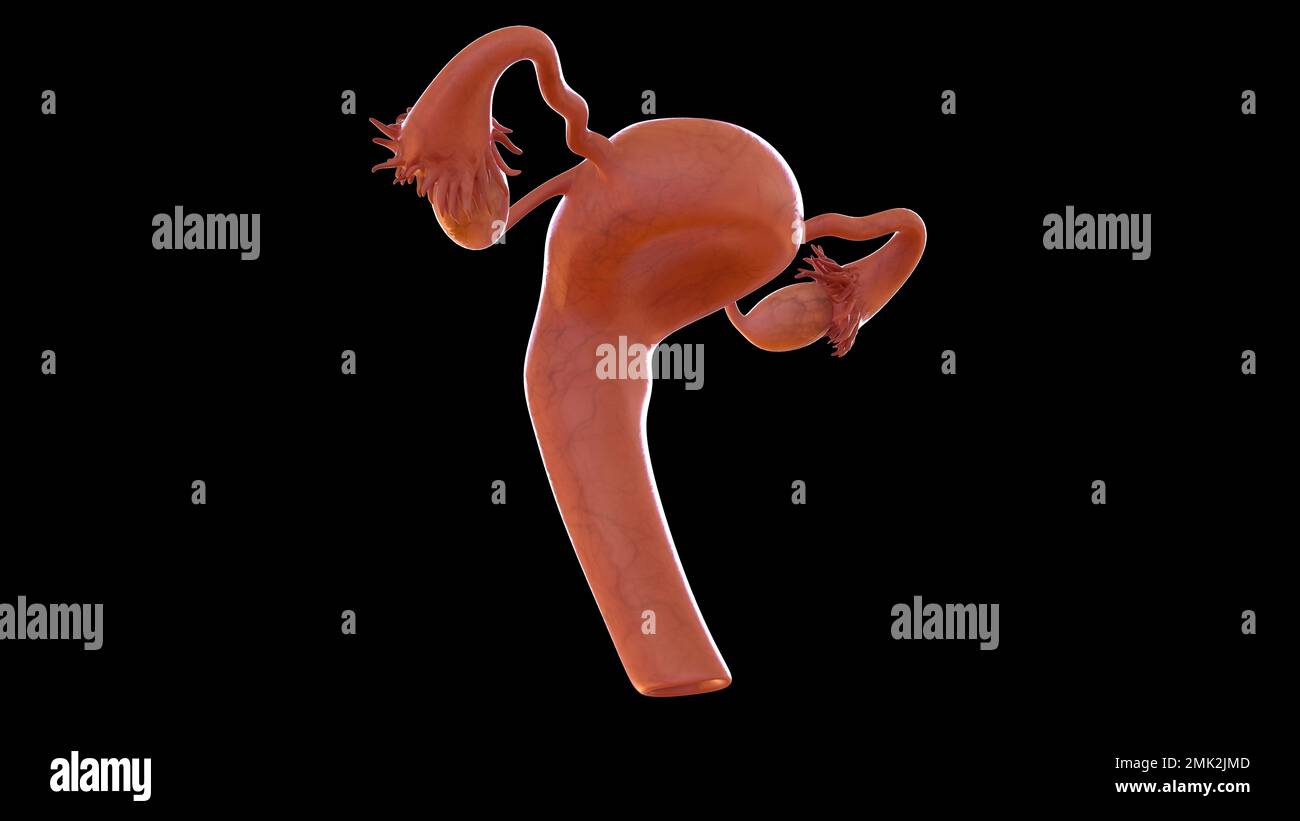 Anatomie de l'appareil reproducteur féminin utérus pour l'illustration ...