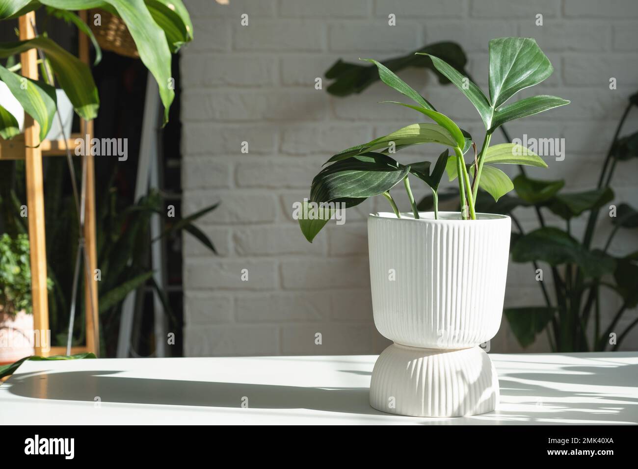 Queue de dragon philodendron Banque de photographies et d’images à ...