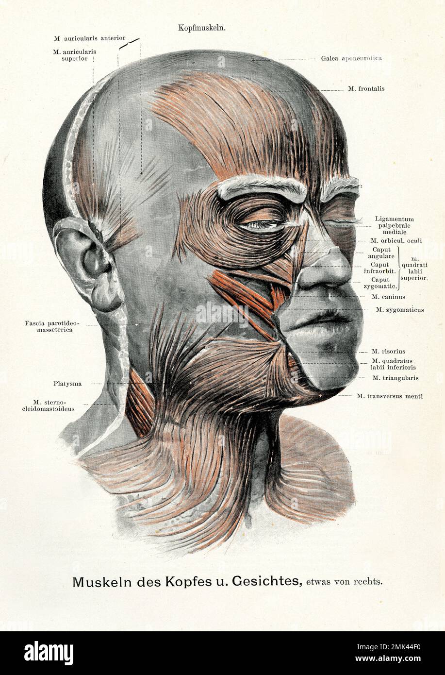 Anatomie humaine muscles de face Banque de photographies et d’images à ...
