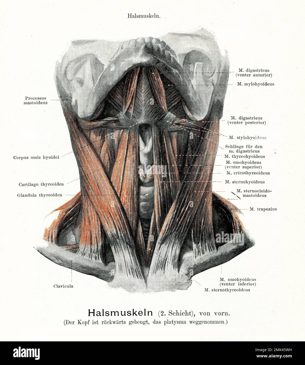 Anatomie humaine muscles de face Banque de photographies et d’images à ...