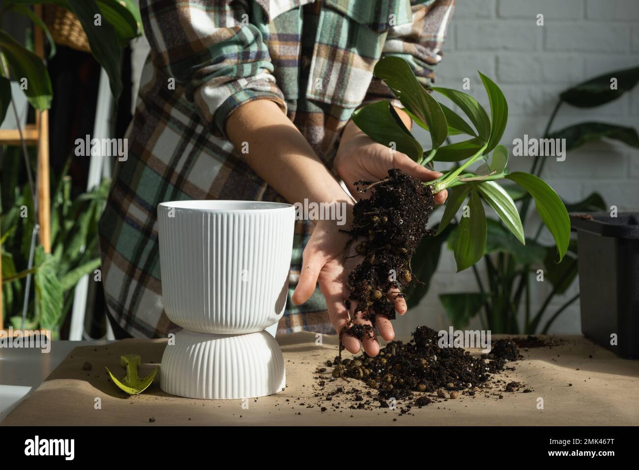 Queue de dragon philodendron Banque de photographies et d’images à ...
