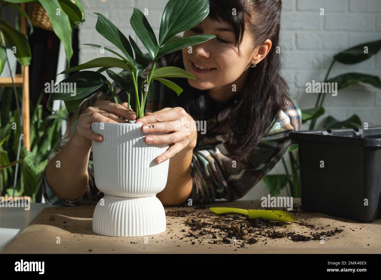 Queue de dragon philodendron Banque de photographies et d’images à ...