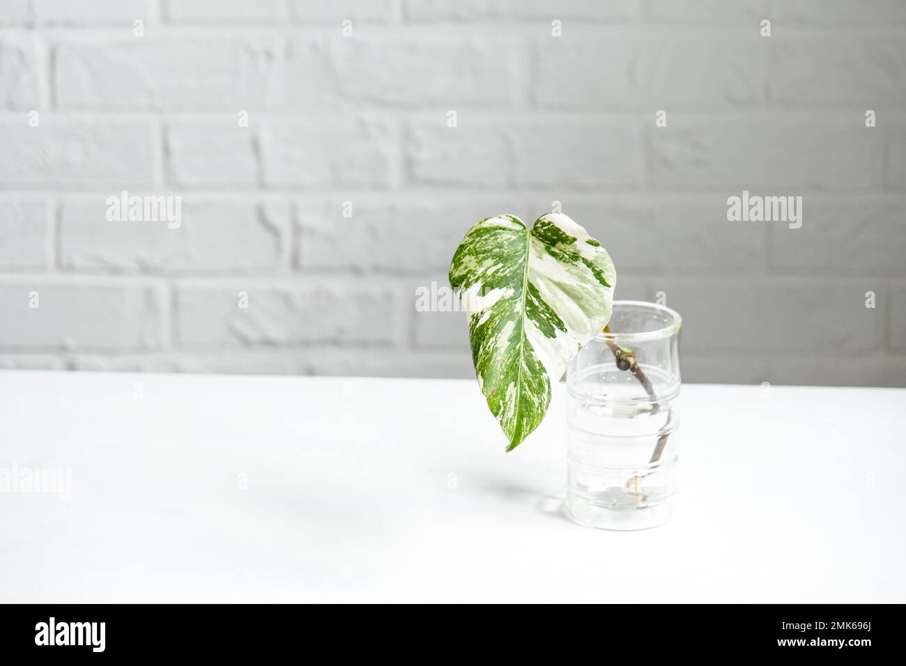 Monstera deliciosa variegata Banque de photographies et d’images à ...