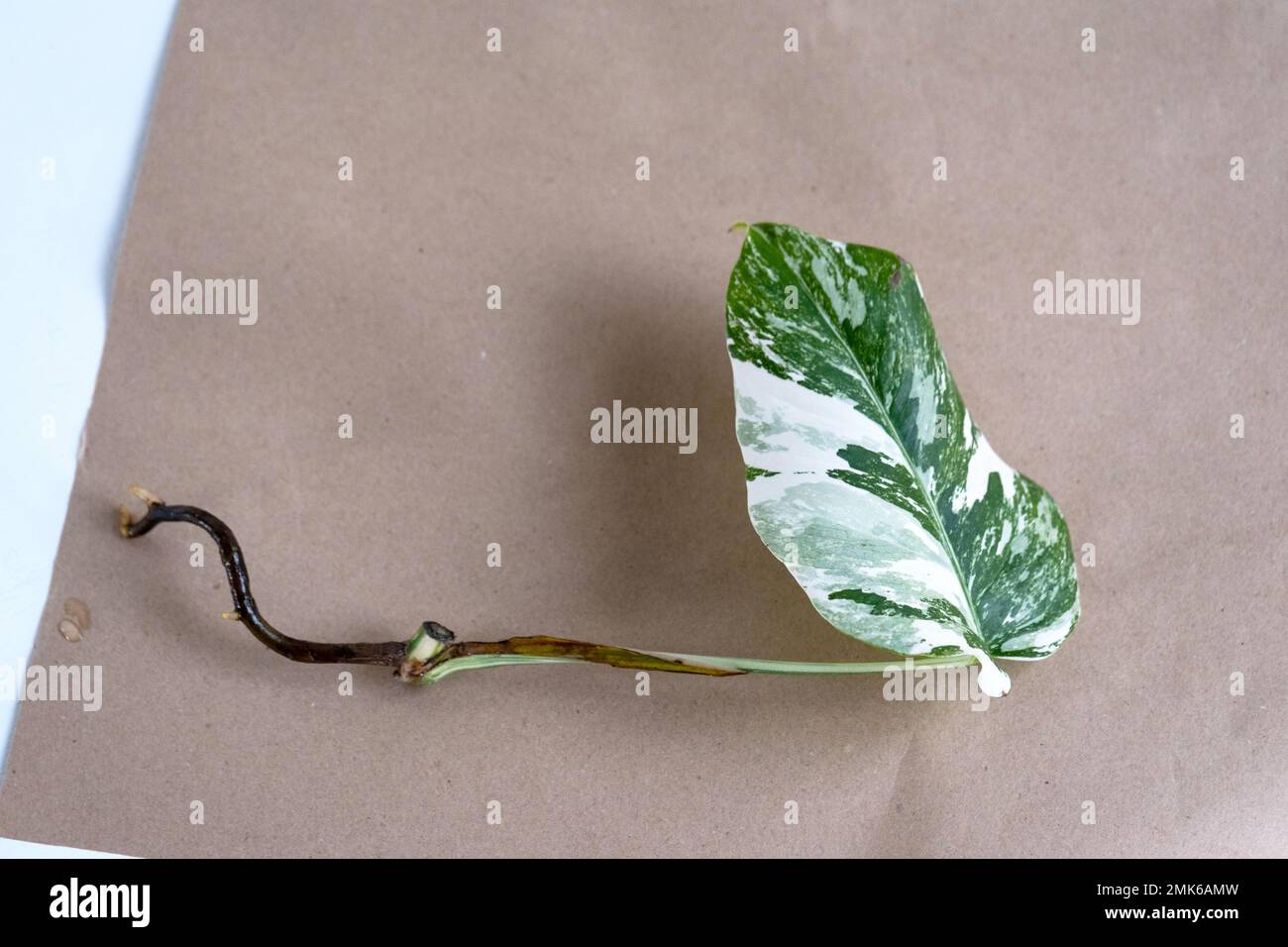 Monstera deliciosa variegata Banque de photographies et d’images à ...