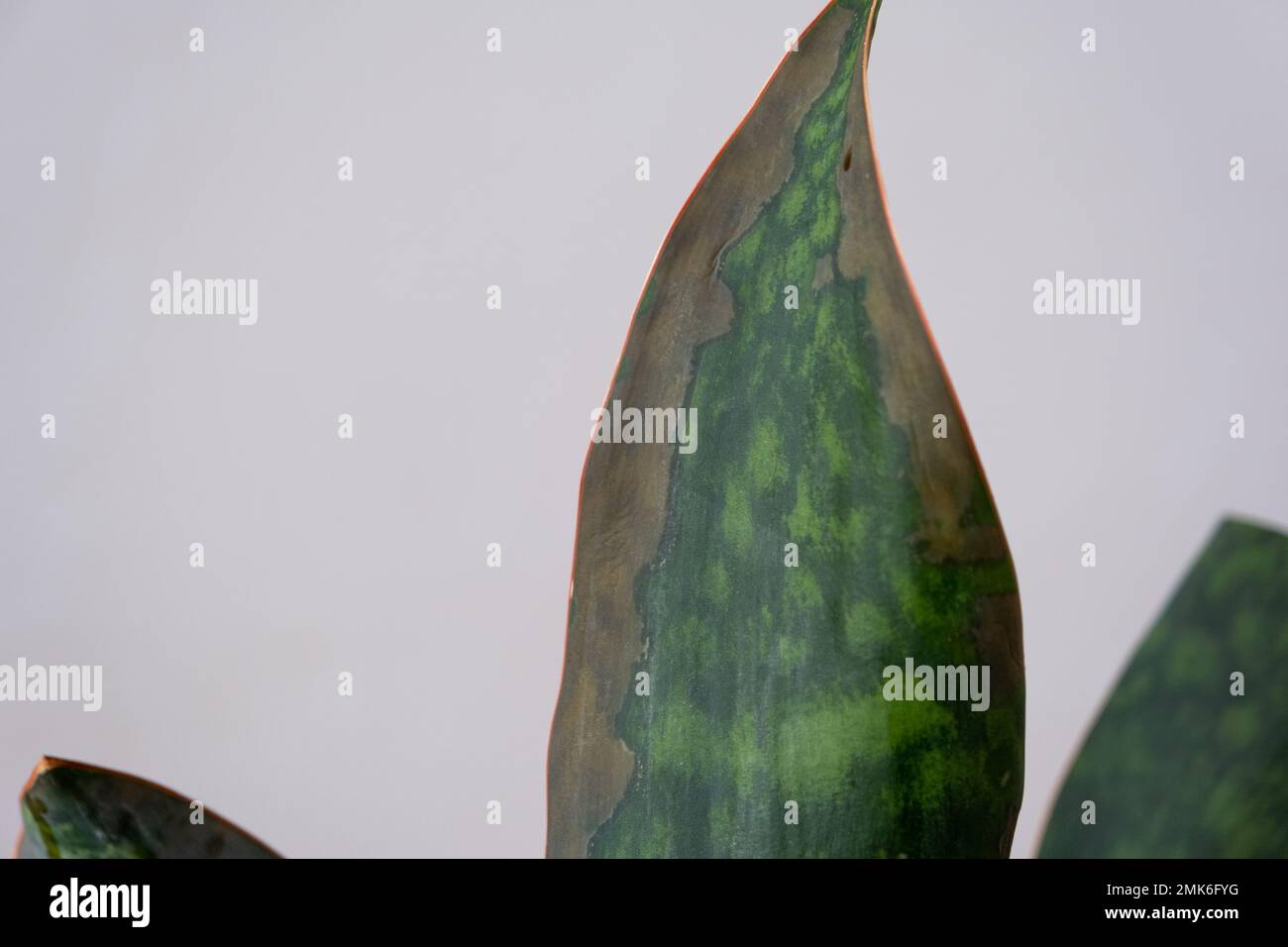 Maladies des plantes d'intérieur Banque de photographies et d’images à ...