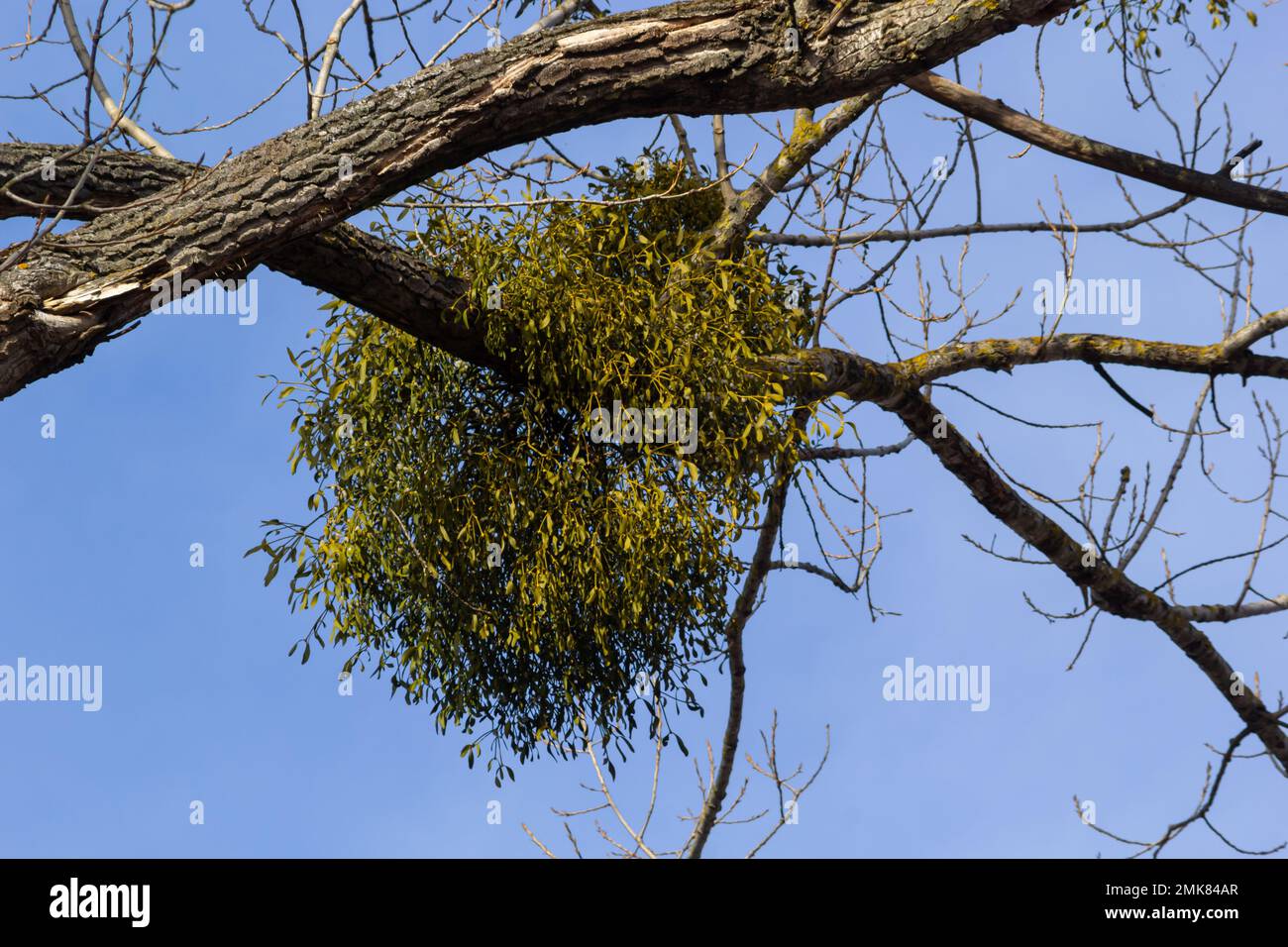 Un arbre malade flétrisé attaqué par le GUI, viscum. Ce sont des ...