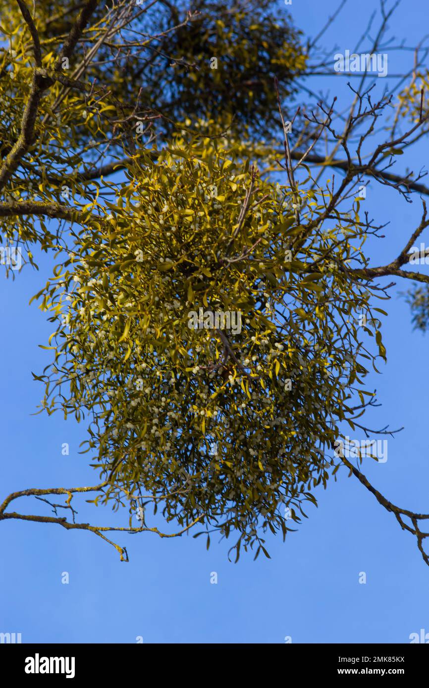 Feuille de plante malade Banque de photographies et d’images à haute ...