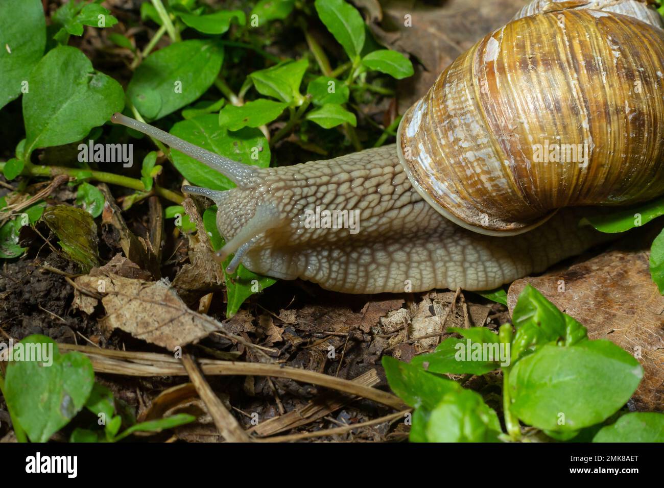 Helix pomatia romain aussi escargot, escargots, escargot de Bourgogne ...