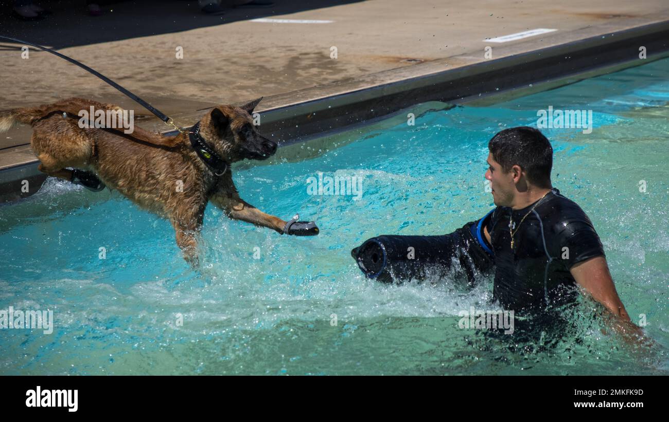Le maître Airman Alec Ramirez, maître-chien de travail militaire de l ...
