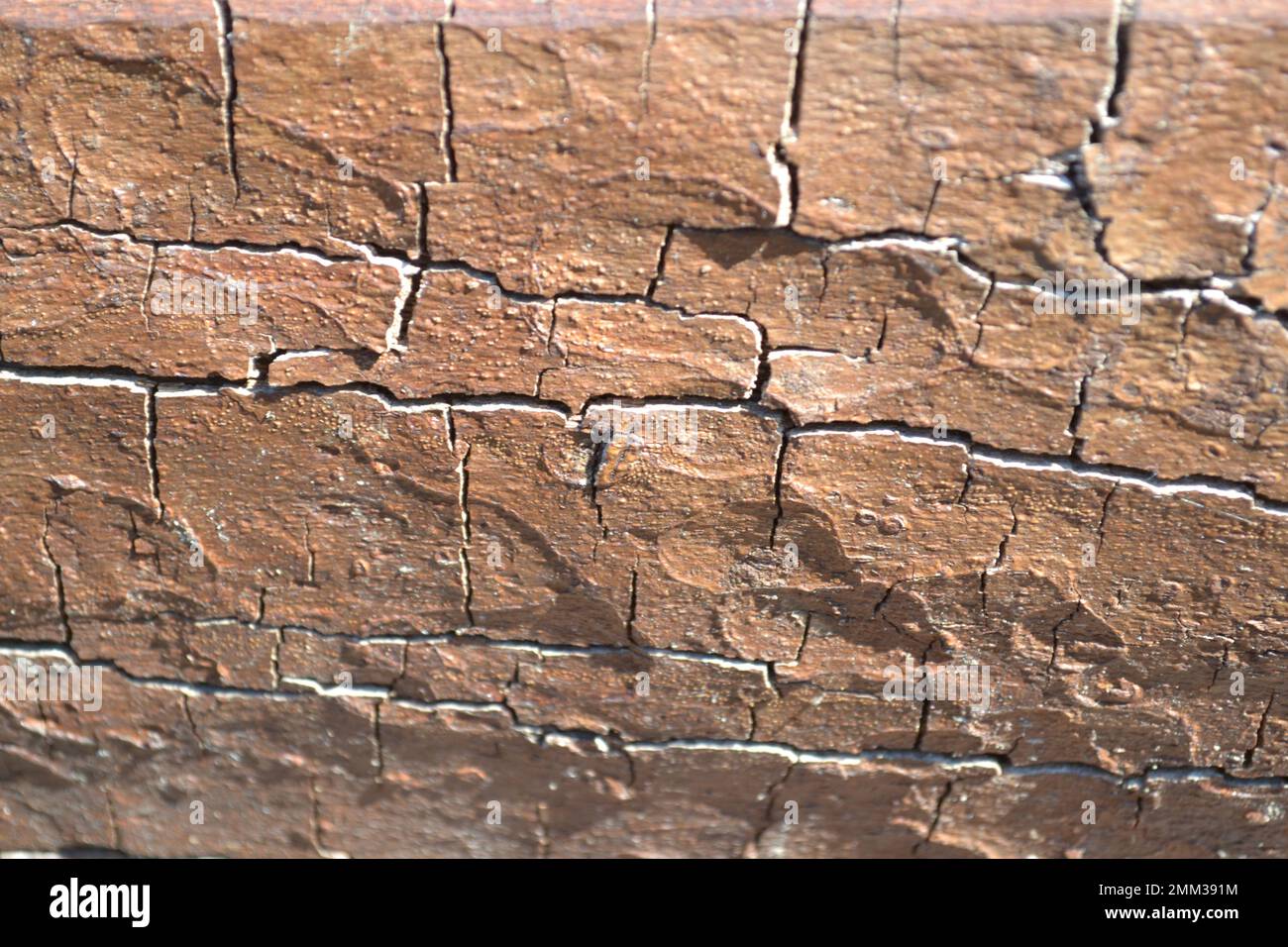 Fissured bark Banque de photographies et d’images à haute résolution ...
