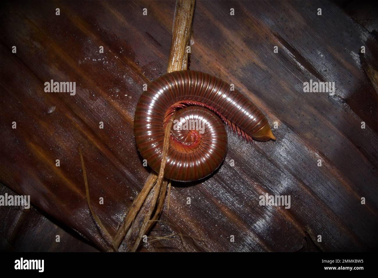 le danger de luwing (millipedes) que les bigines avec une morsure ou ...