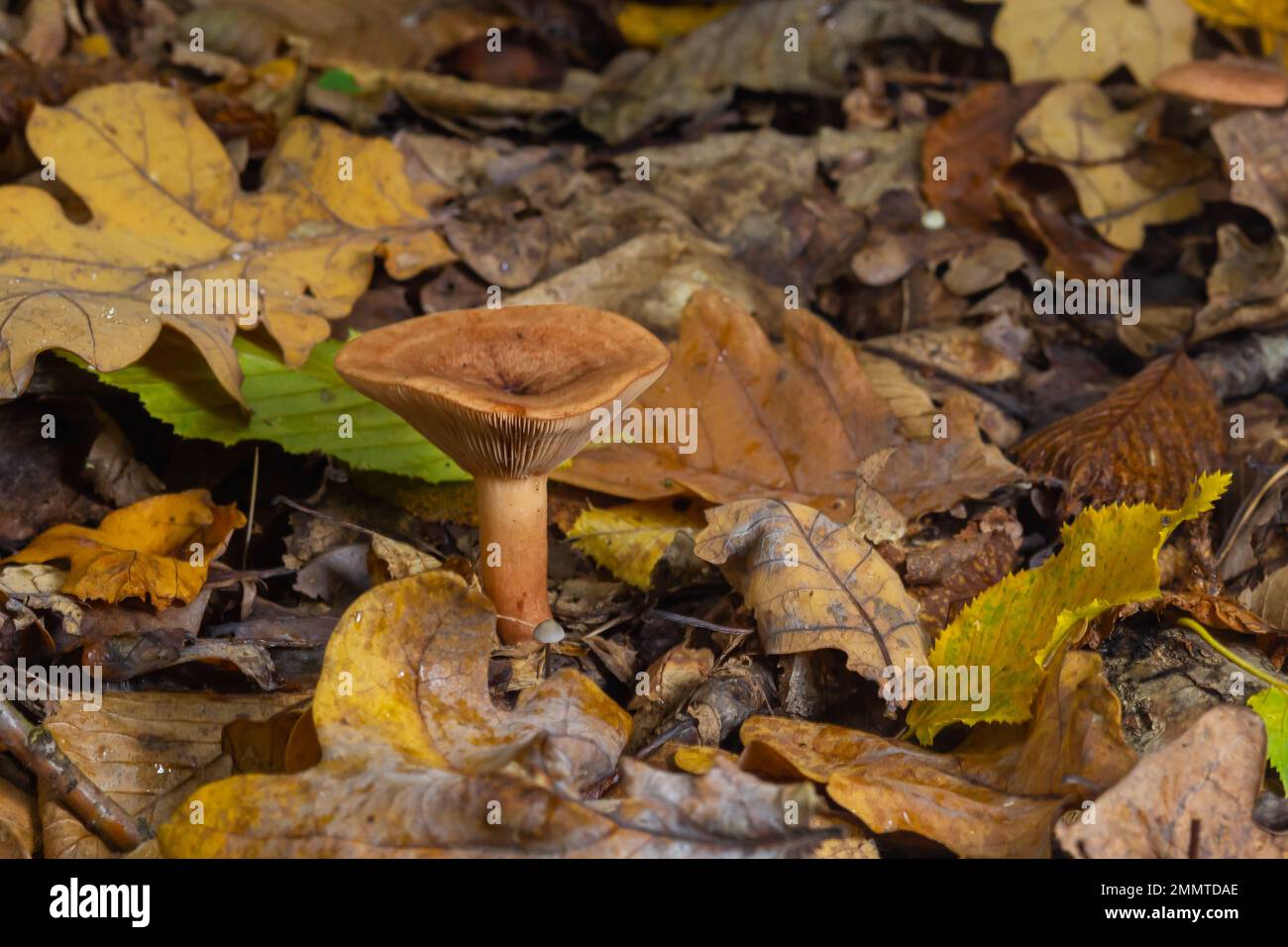 Champignon comestible appelé niscalo, champignon de pin rouge Lactarius deliciosus croissant en ...