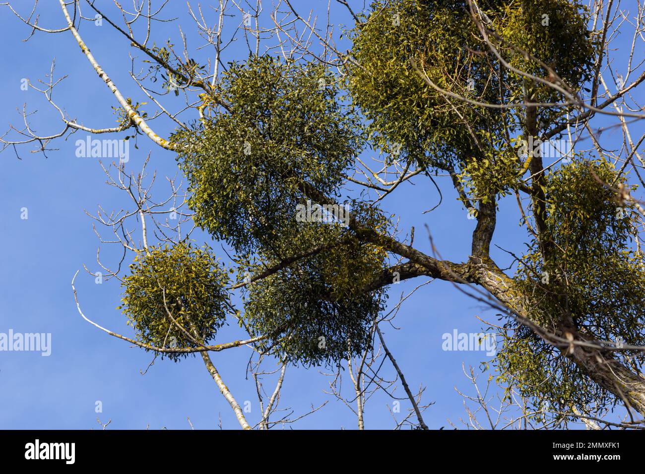 Un arbre malade flétrisé attaqué par le GUI, viscum. Ce sont des ...