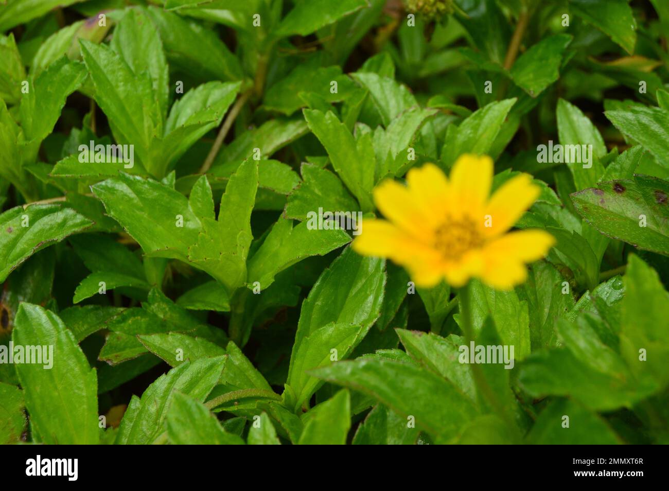 Gros plan sur les fleurs de Wedelia ou de Sphagneticola trilobata. Mini ...