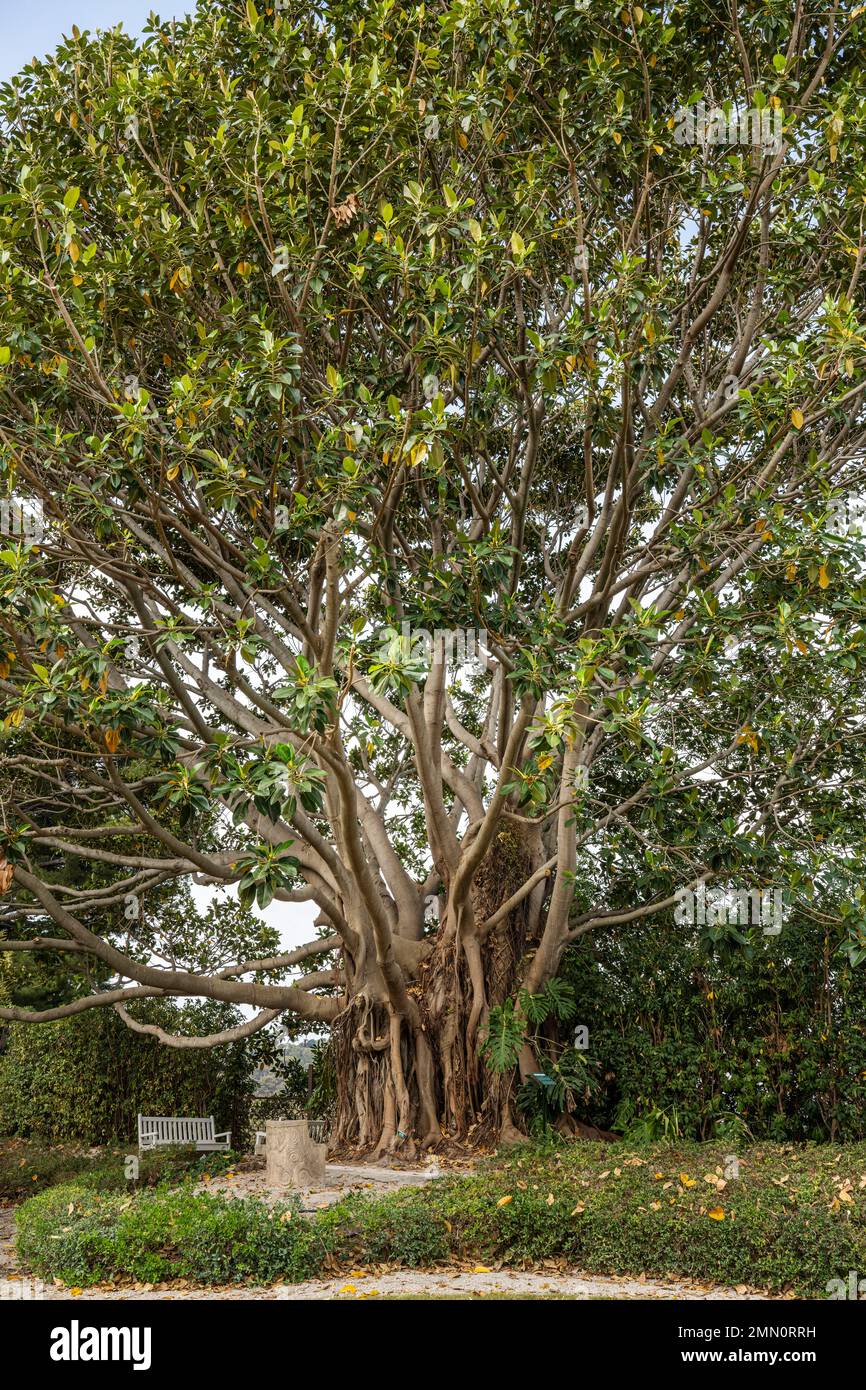Ficus Macrophylla Moreton Bay Fig Australian Banyan Banque De