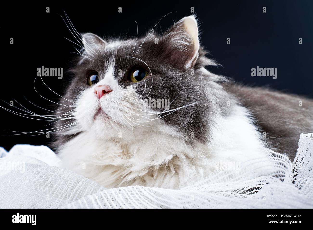 Chat persan noir et blanc Banque de photographies et d’images à haute ...