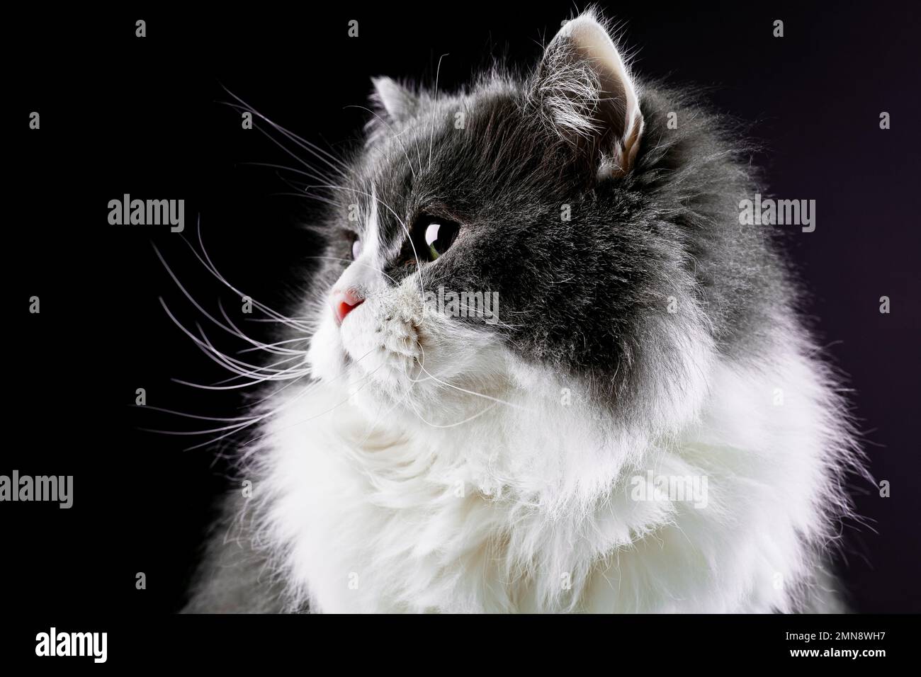 Chat persan noir et blanc Banque de photographies et d’images à haute ...