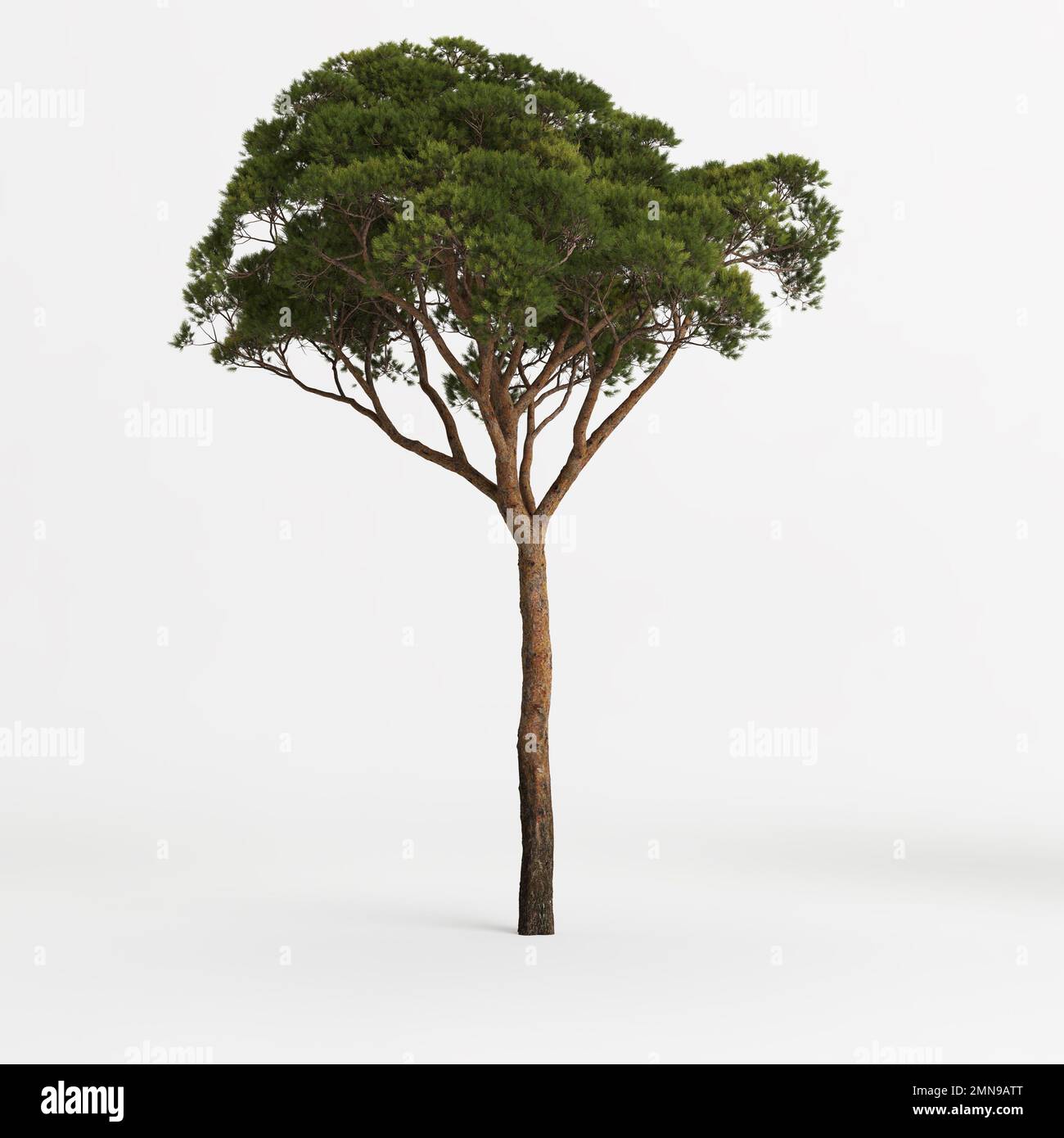 Pinus pinea leaf Banque de photographies et d’images à haute résolution ...