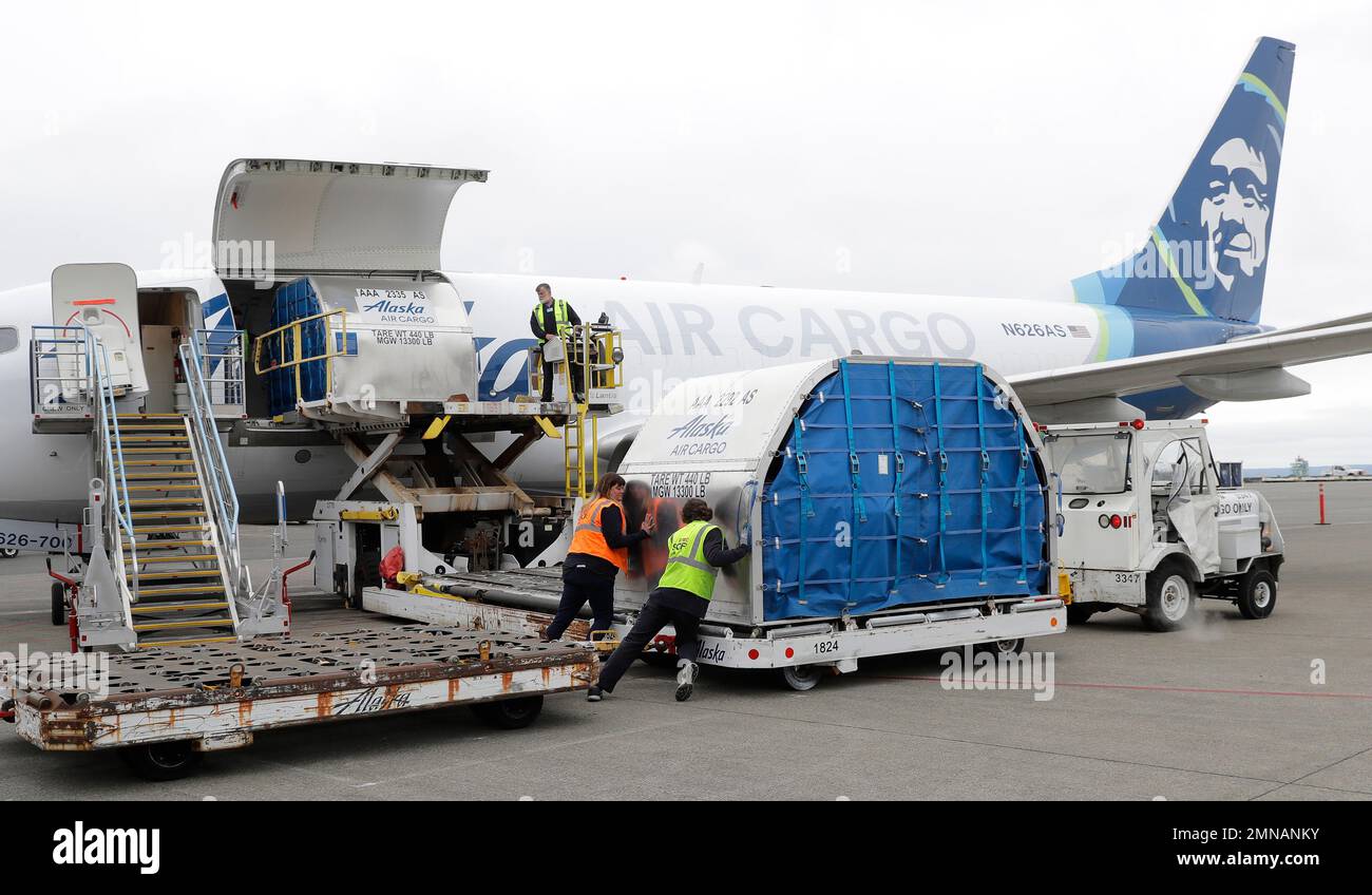 Workers unload an Alaska Airlines Cargo plane Friday, May 18, 2018, at ...