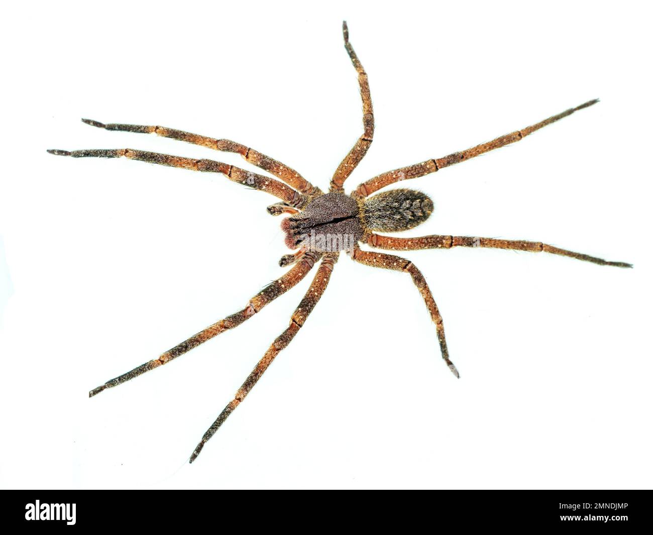 Une araignée banane (araignée brésilienne errante, aranha armadeira, Phoneutria) sur fond blanc ...