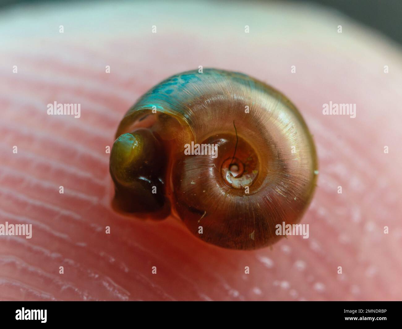 Un escargot d'eau douce connu sous le nom de biomphalaria, un vecteur ...