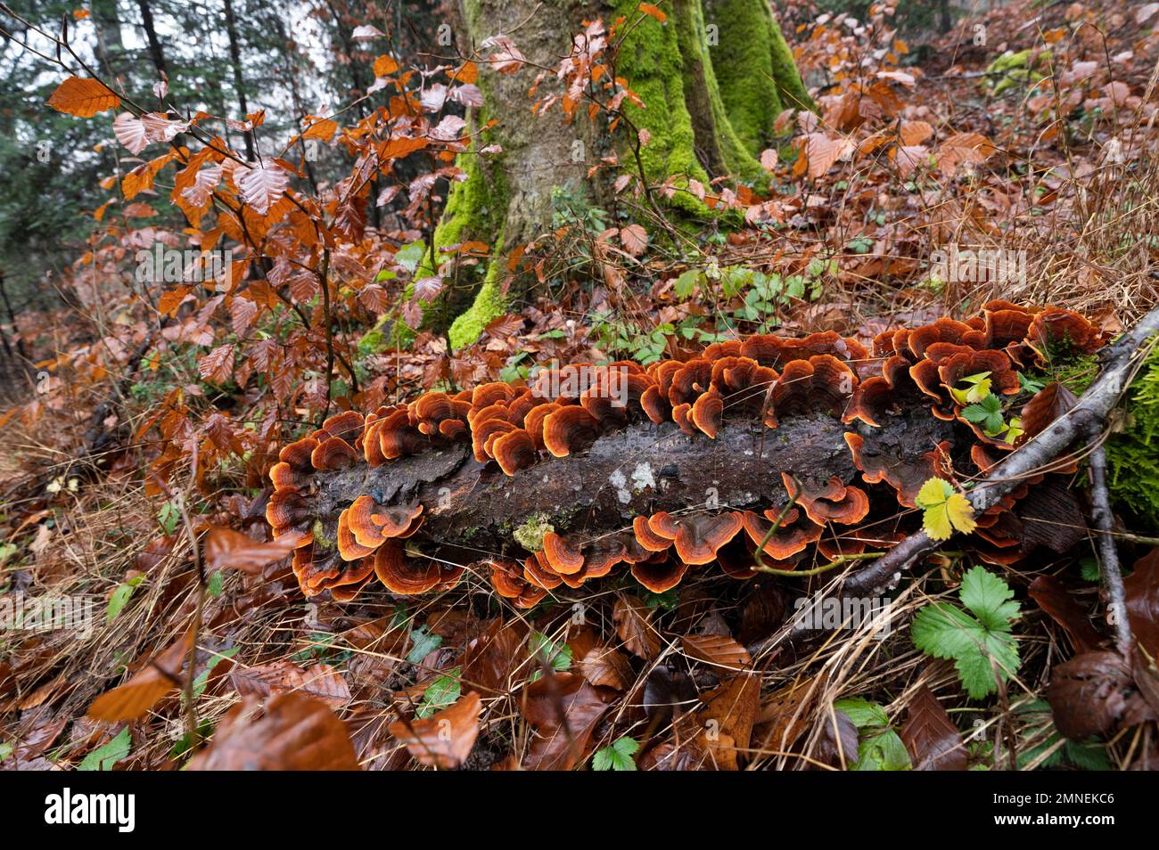 Stereum insignitum Banque de photographies et d’images à haute ...
