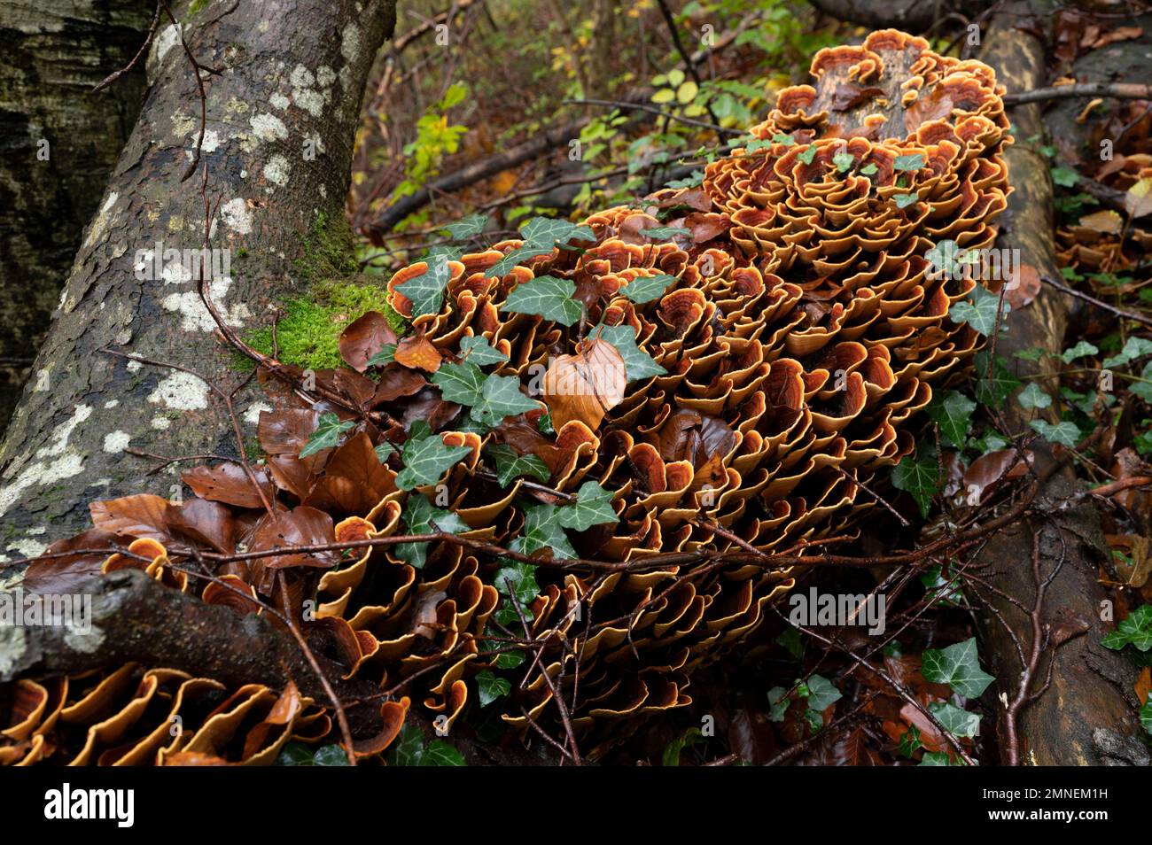 Stereum insignitum Banque de photographies et d’images à haute ...