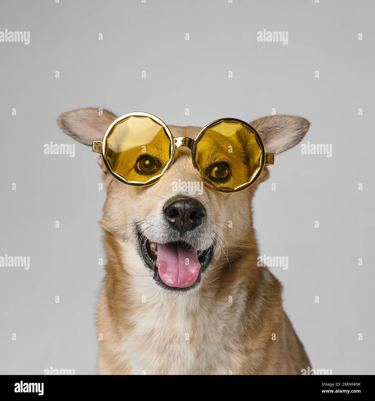 Smiley dog Banque de photographies et d’images à haute résolution - Alamy
