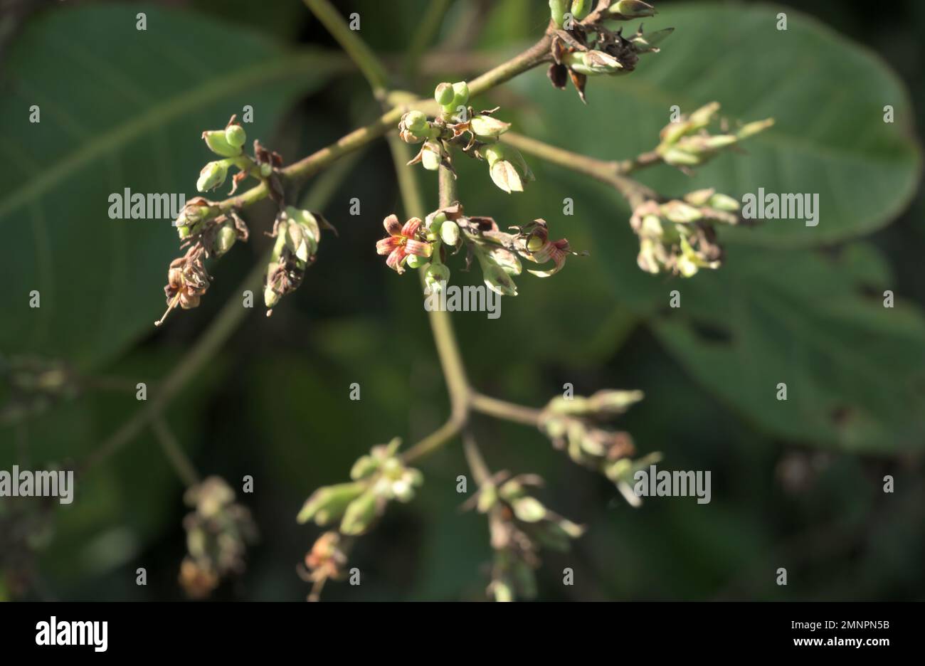 Fleurs de cajou Banque de photographies et d’images à haute résolution ...