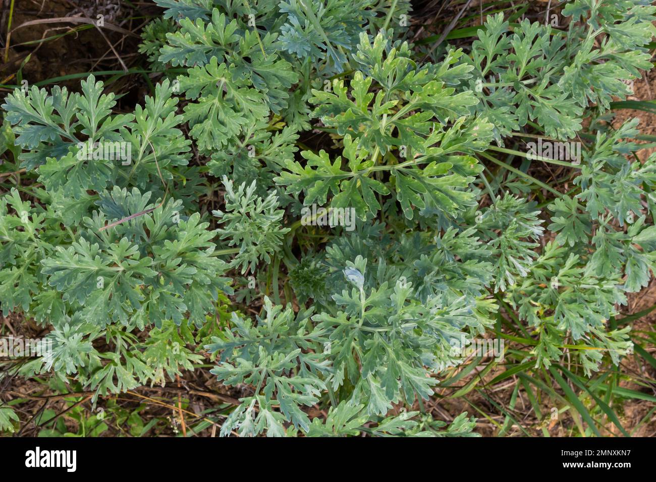 Artemisia absinthium est une plante vivace de la famille des aster. Médical, alimentaire ...