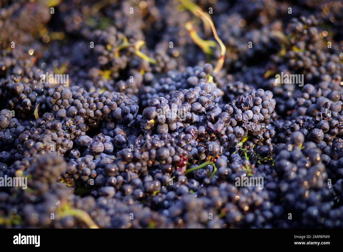 FILE - In this Friday, Aug. 29, 2014 file photo, Pinot Noir grapes just ...