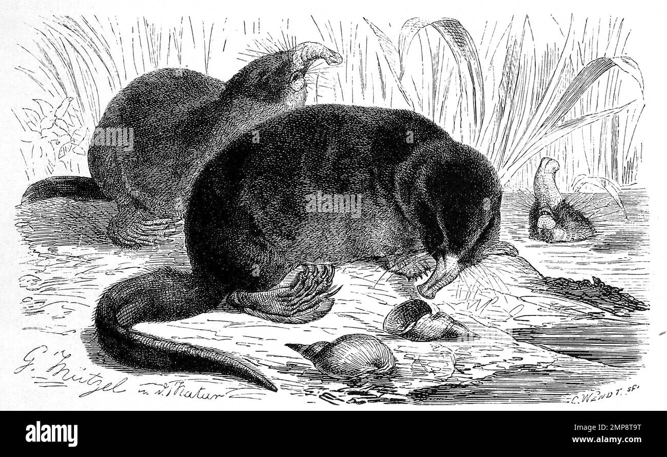 Russische Desman, Desmana moschata ist eine Säugetierart aus der ...