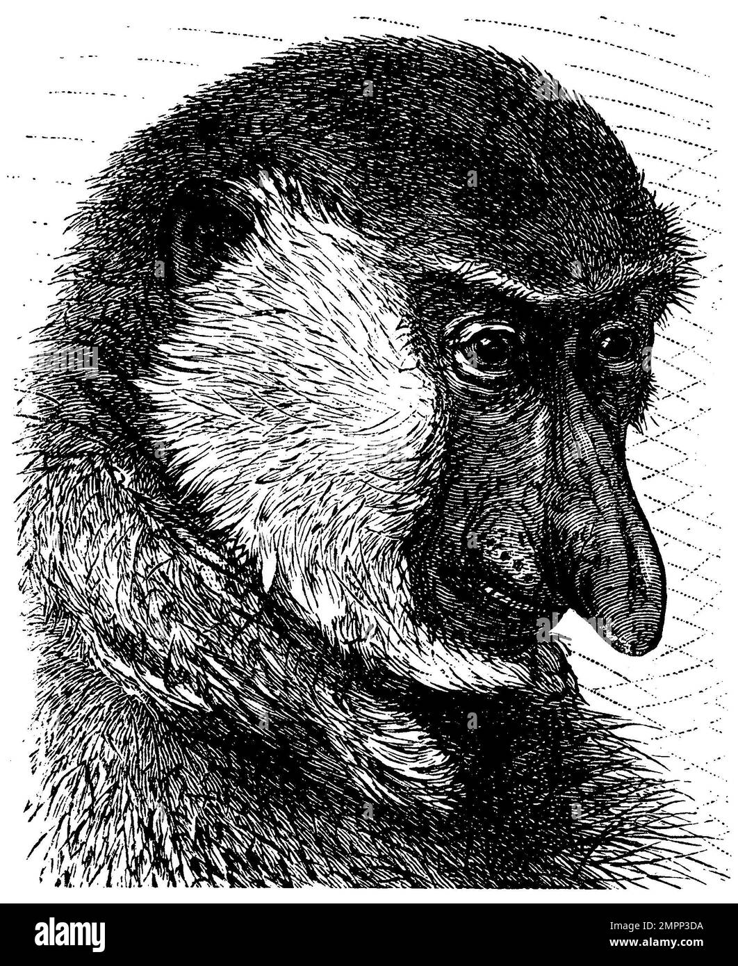 Proboscis singe nasalis larvatus Banque d'images noir et blanc - Alamy