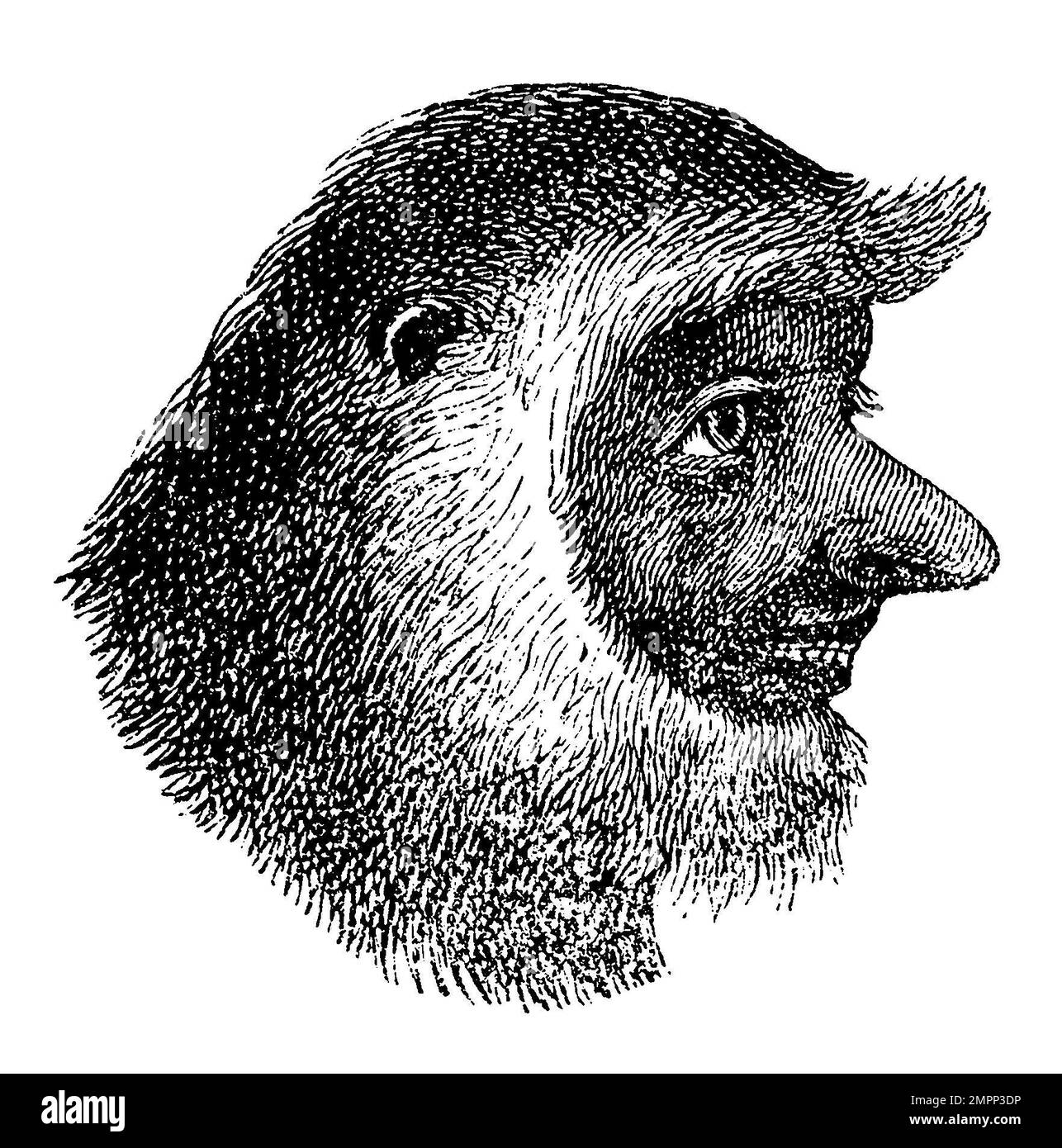 Proboscis singe nasalis larvatus Banque d'images noir et blanc - Alamy