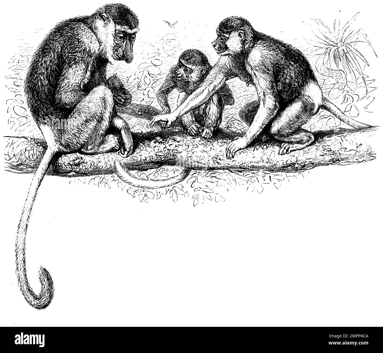 Proboscis singe nasalis larvatus Banque d'images noir et blanc - Alamy