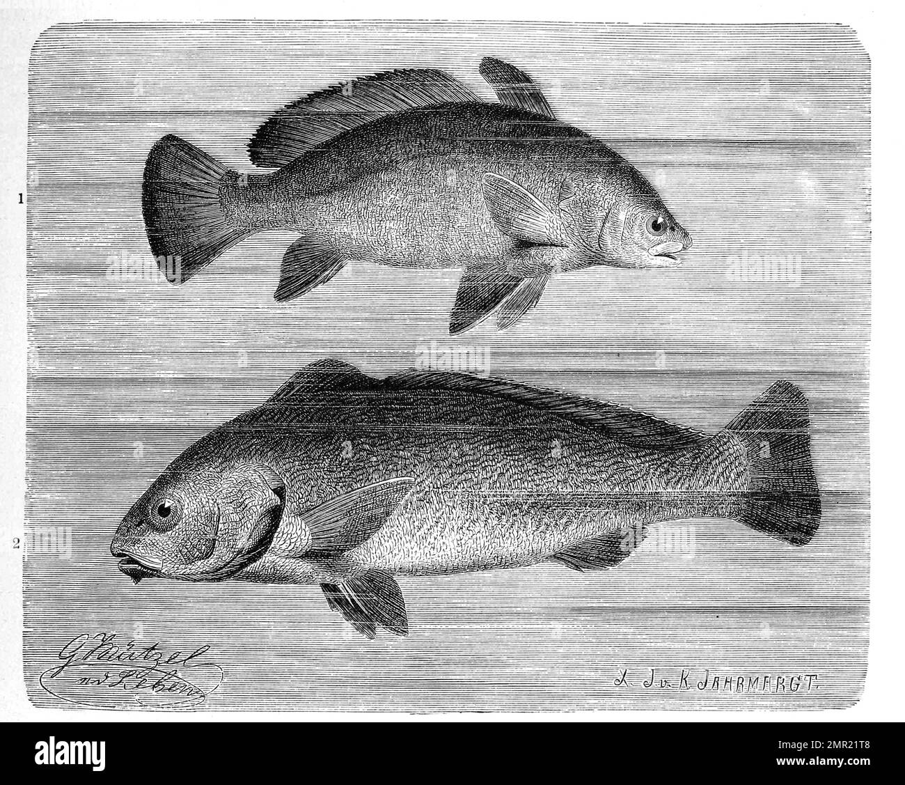 Fisch, 1. Meerrabe, Sciaena umbra, Syn. Corvina nigra, Fischart aus der ...