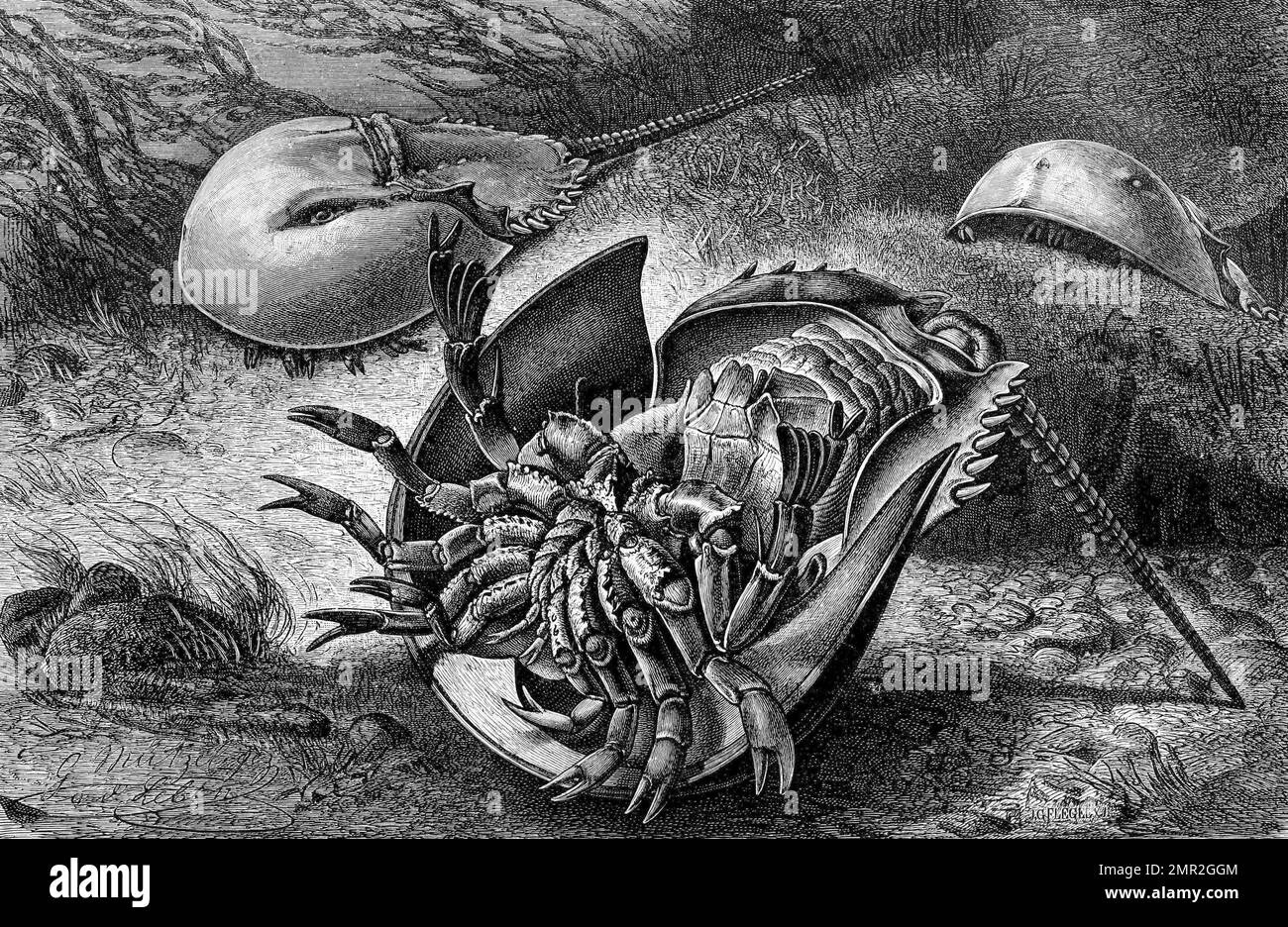 Limulidae dessin Banque de photographies et d’images à haute résolution ...