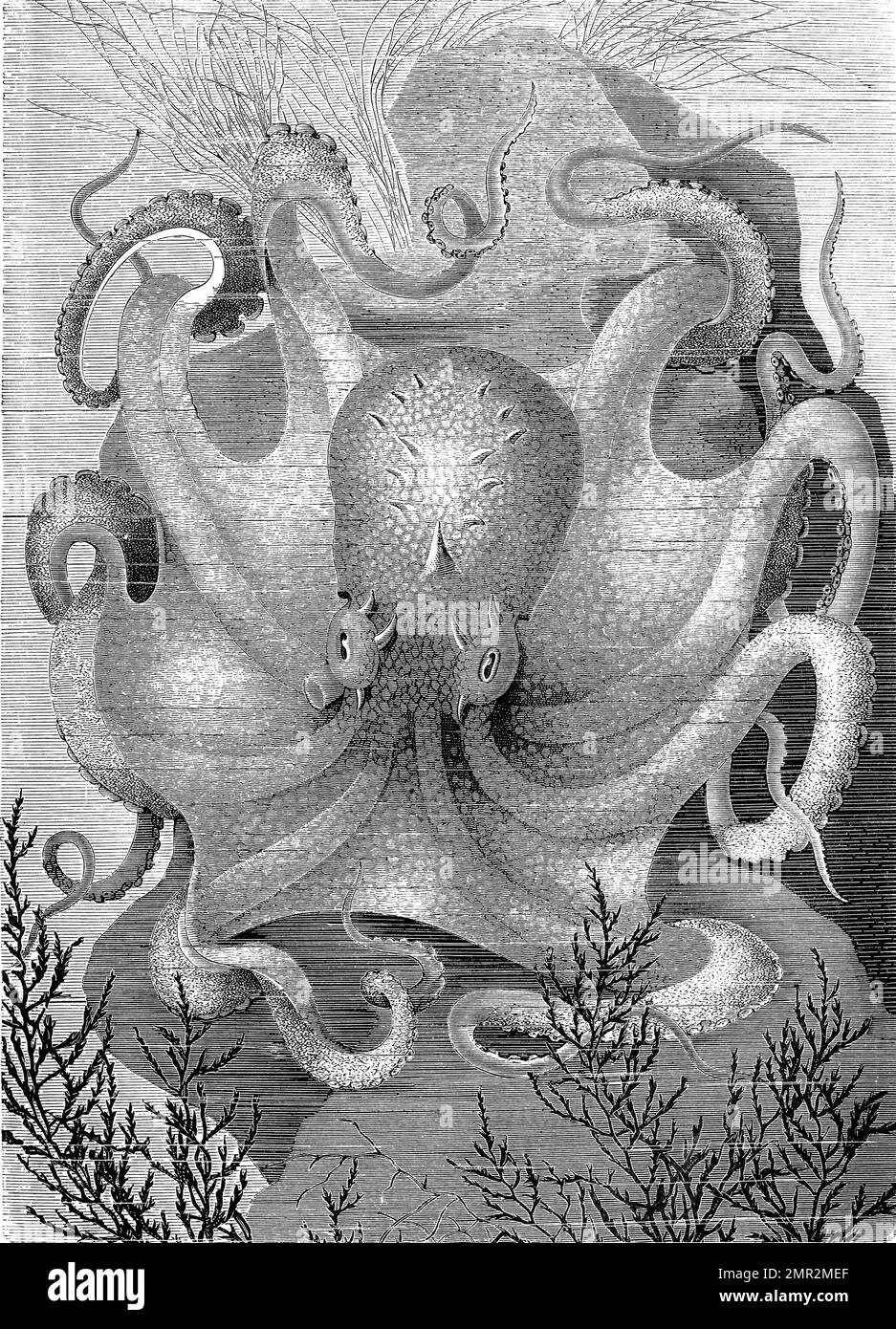 Gewöhnlicher Krake oder Gemeine Kraker, Octopus vulgaris, Oktopus ...