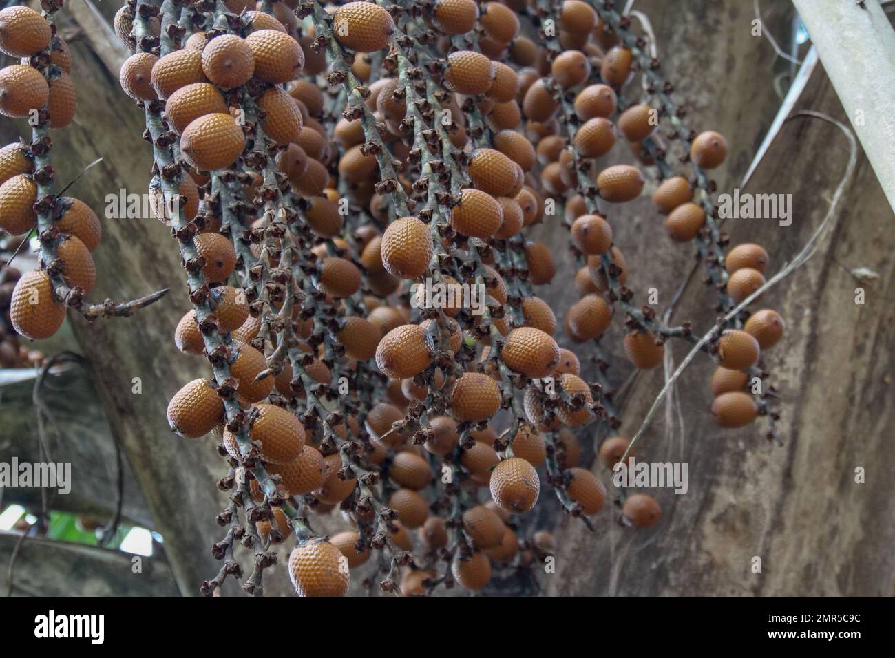 Moriche palm fruit Banque de photographies et d’images à haute ...