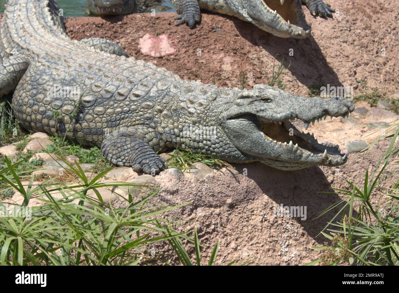 Crocodile family Banque de photographies et d’images à haute résolution ...