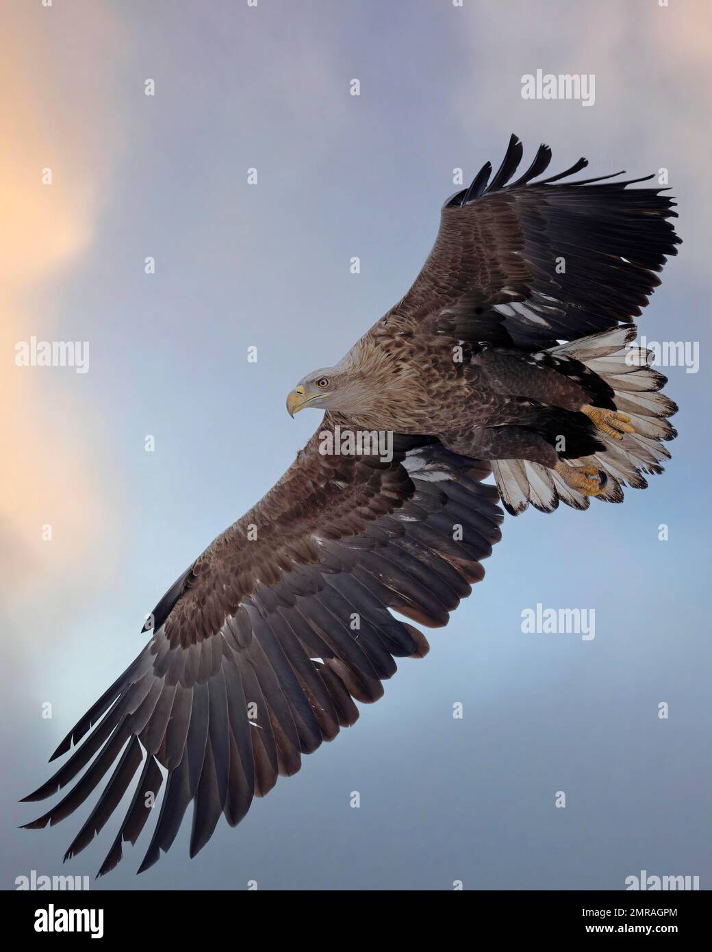 Aigle à queue blanche (Haliaeetus albicilla) fourrager, chasser, voler ...