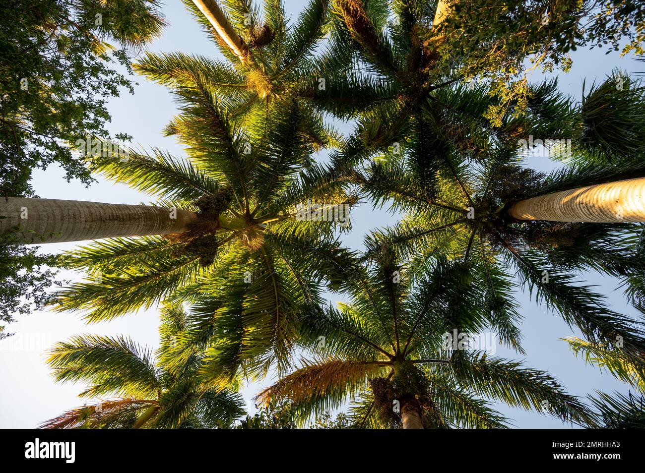 La voûte de la palmeraie royale - Roystonea regia - frondes dans la ...