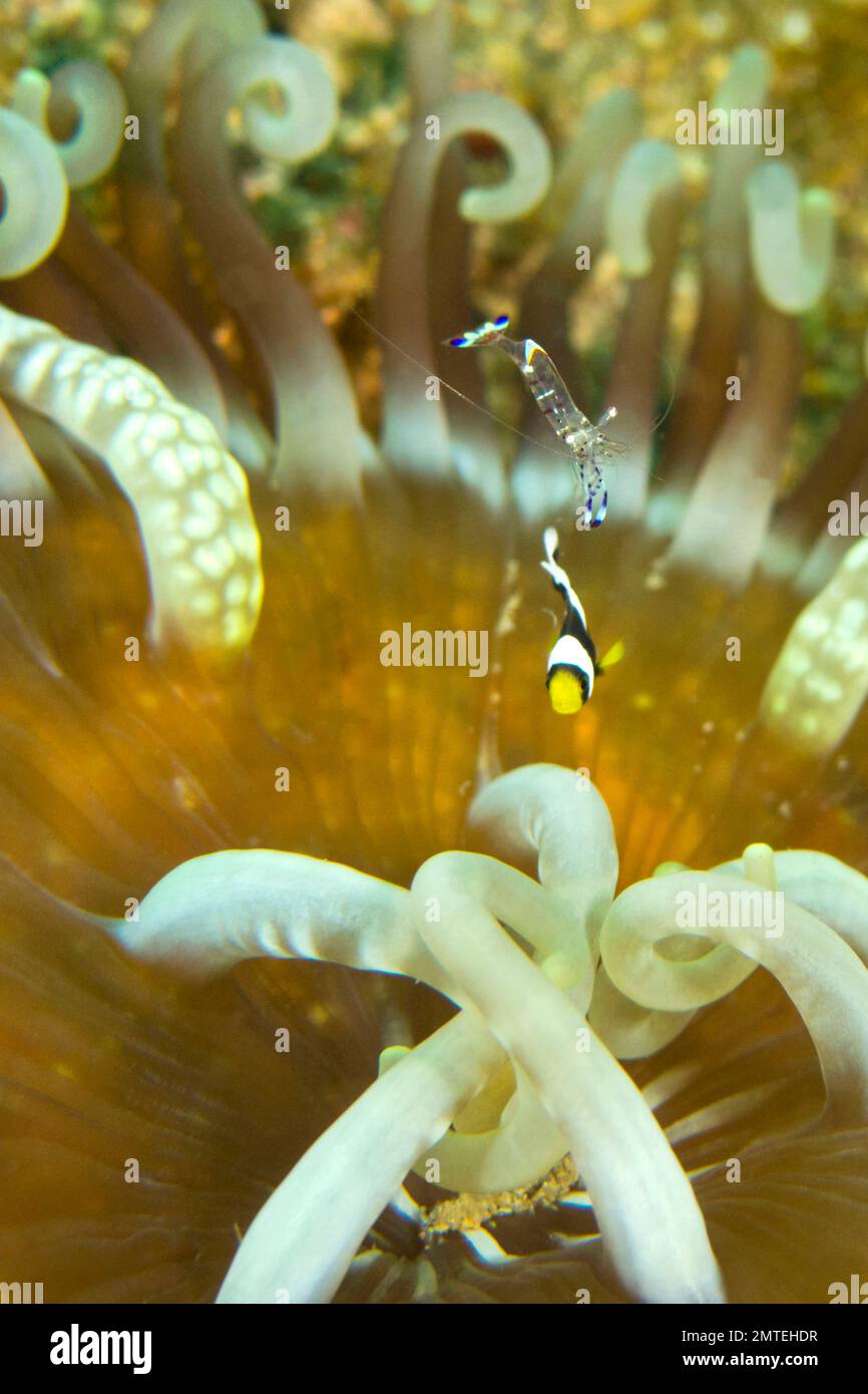 Panda clownfish Banque de photographies et d’images à haute résolution ...