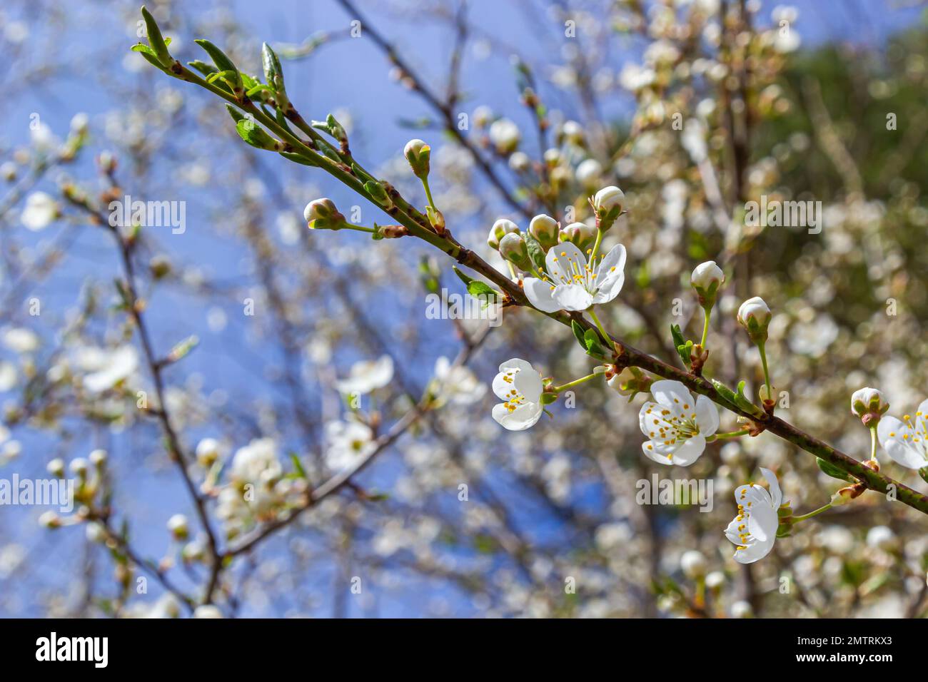 Fleurs printanières de Plum, Prunus divaricata, fleurs blanches qui ...