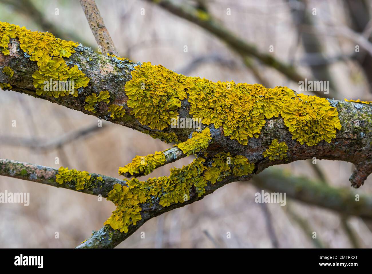 Xanthoria parietina, lichen orange commun, échelle jaune, lichen ...